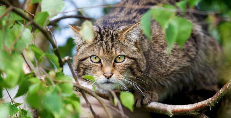 5 Species in Scotland You Never Knew Existed