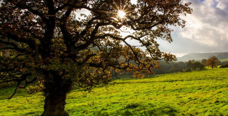 Your quick guide to Dalby Forest