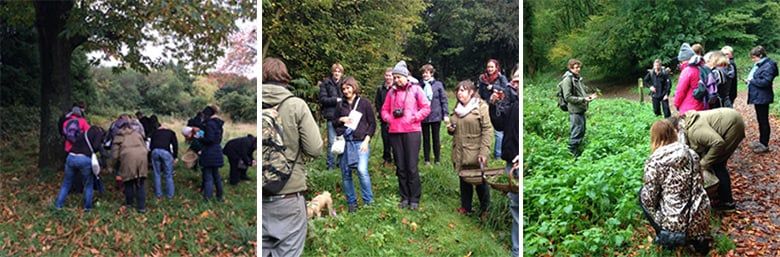 Forest Foraging Follow Up