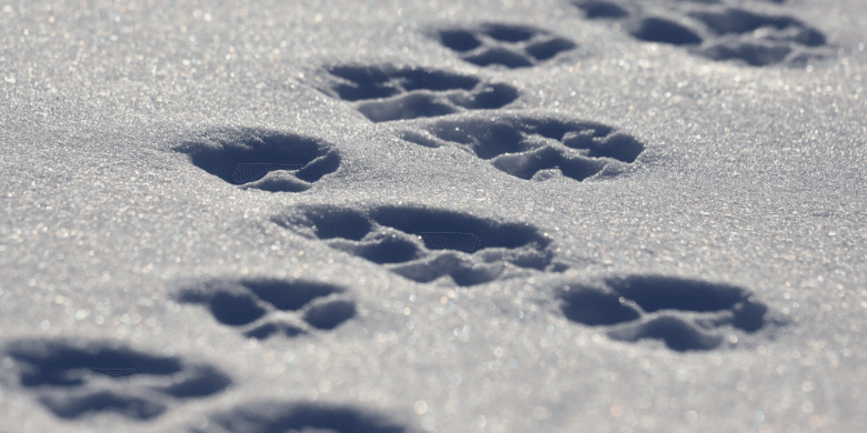 How To Identify Animal Tracks In The Snow