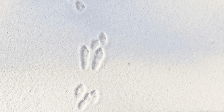How To Identify Animal Tracks In The Snow