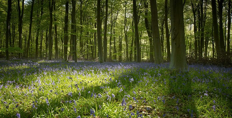 How To Identify British Trees