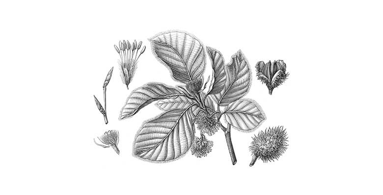 How To Identify British Trees