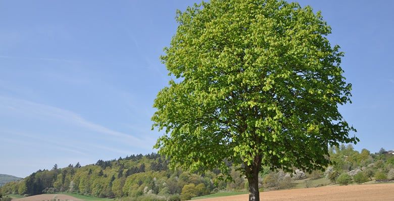 How To Identify British Trees