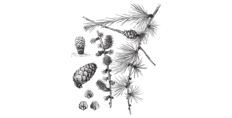 How To Identify British Trees