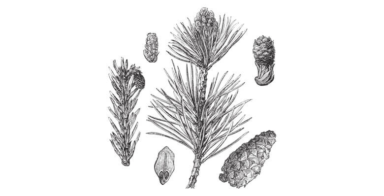 How To Identify British Trees