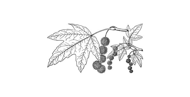 How To Identify British Trees