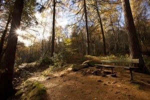 How to take photos of nature - forest landscapes