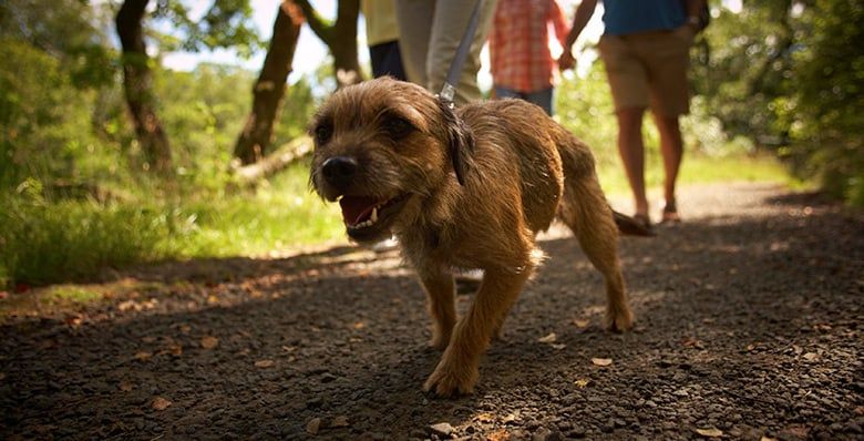 How To Travel With Dogs