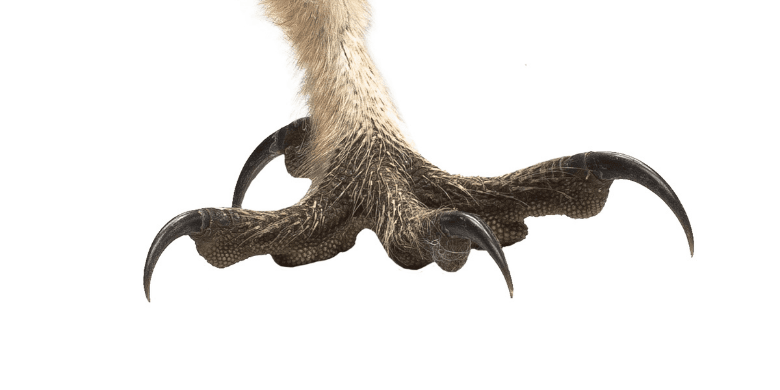 January Star Species: The Barn Owl