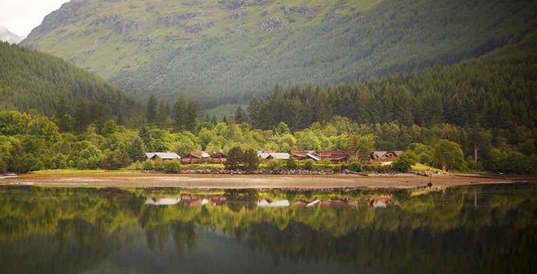 The magnificent trees that make up our forests
