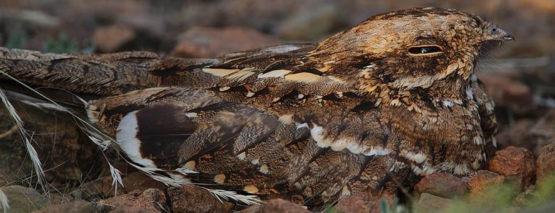 May Star Species: The Nightjar