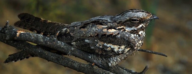 May Star Species: The Nightjar