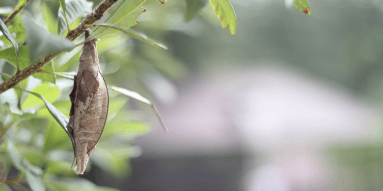 May Star Species: The Very Hungry Caterpillar