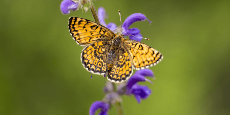 Natural Surprises In And Around The Forest Of Dean