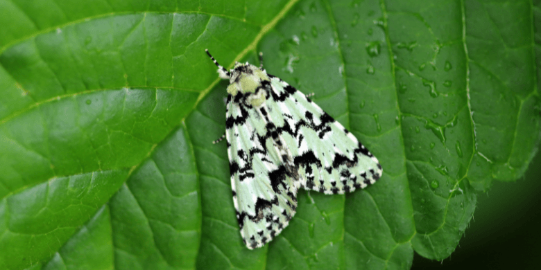 The Creatures That Make The Forest Their Home