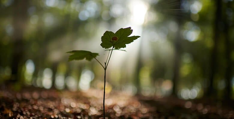 The Importance Of Our Connection With Nature