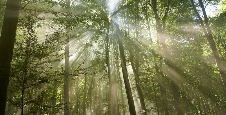 The Importance Of Our Connection With Nature