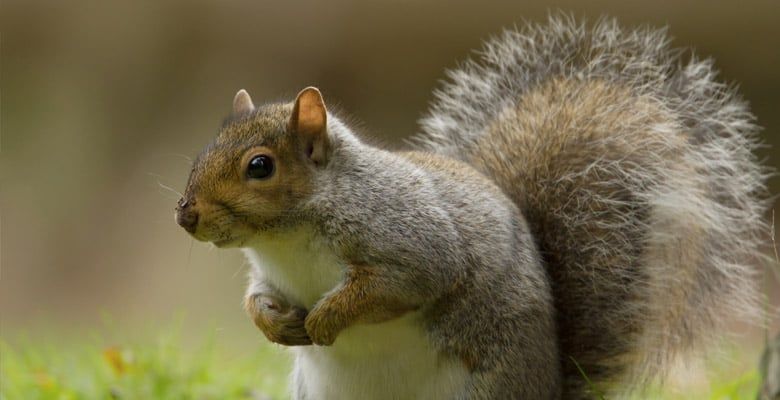 Why We Love Red Squirrels | Intriguing Facts