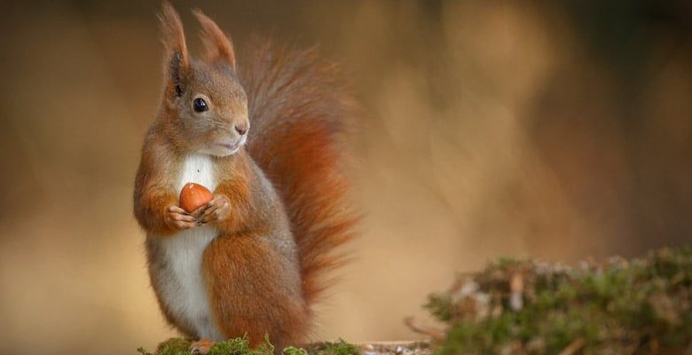 Why We Love Red Squirrels | Intriguing Facts