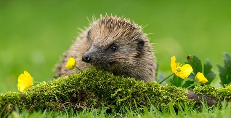 Why Spring Is The Best Season