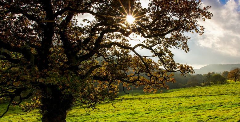 Days Out In North Yorkshire | Dog Friendly Activities